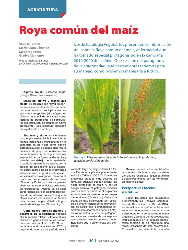 VisionRural 132 May Jun2020 Roya Común Del Maíz | PDF | Patologia de ...