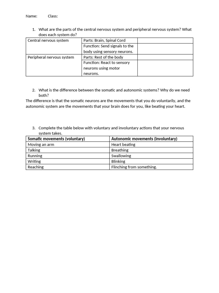 Nervous system worksheet | PDF