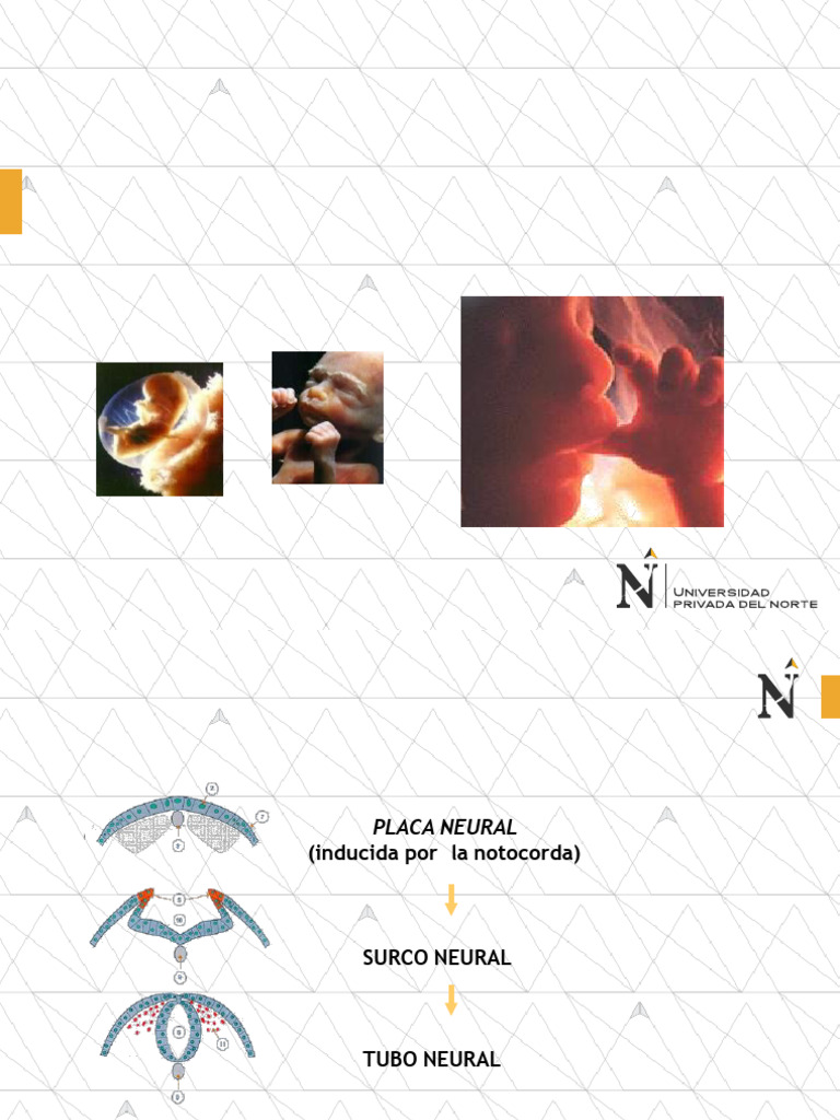 Embriologia Del SNC | PDF | Sistema nervioso | Cerebro