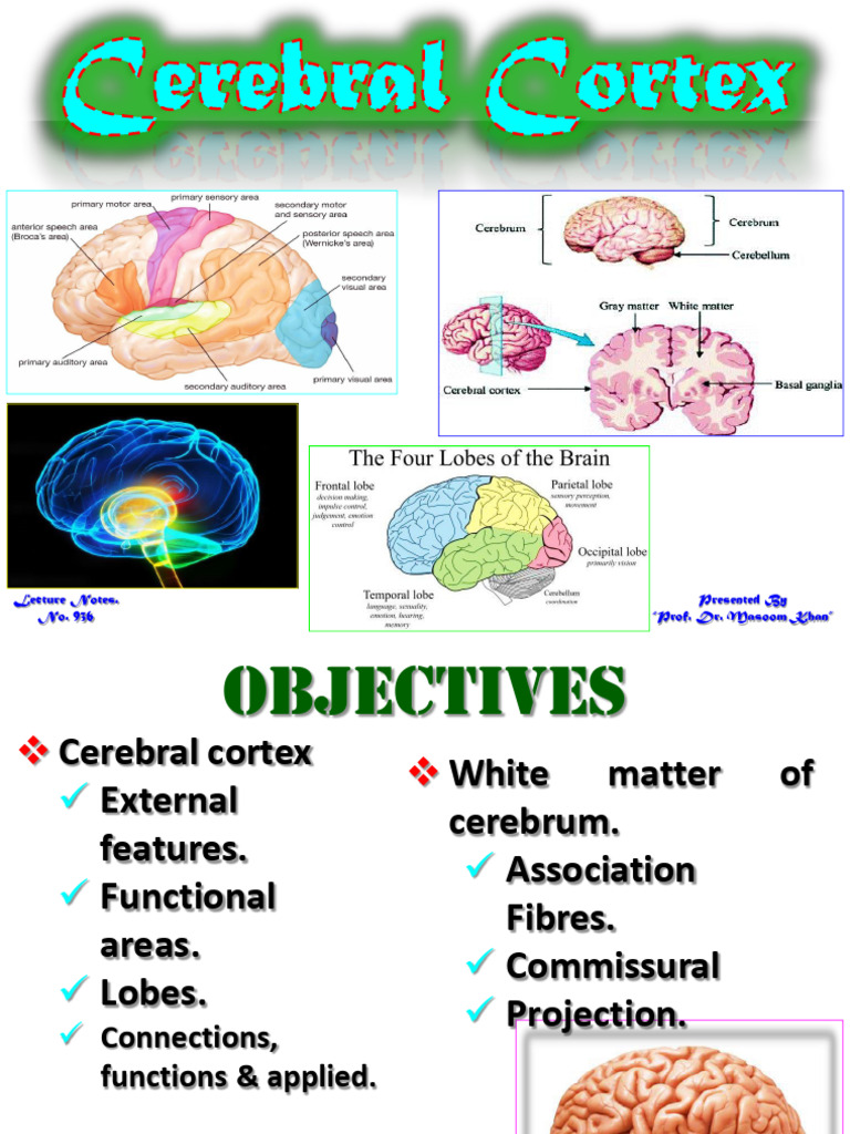 936. Cerebral Cortex | PDF | Cerebral Cortex | Neocortex