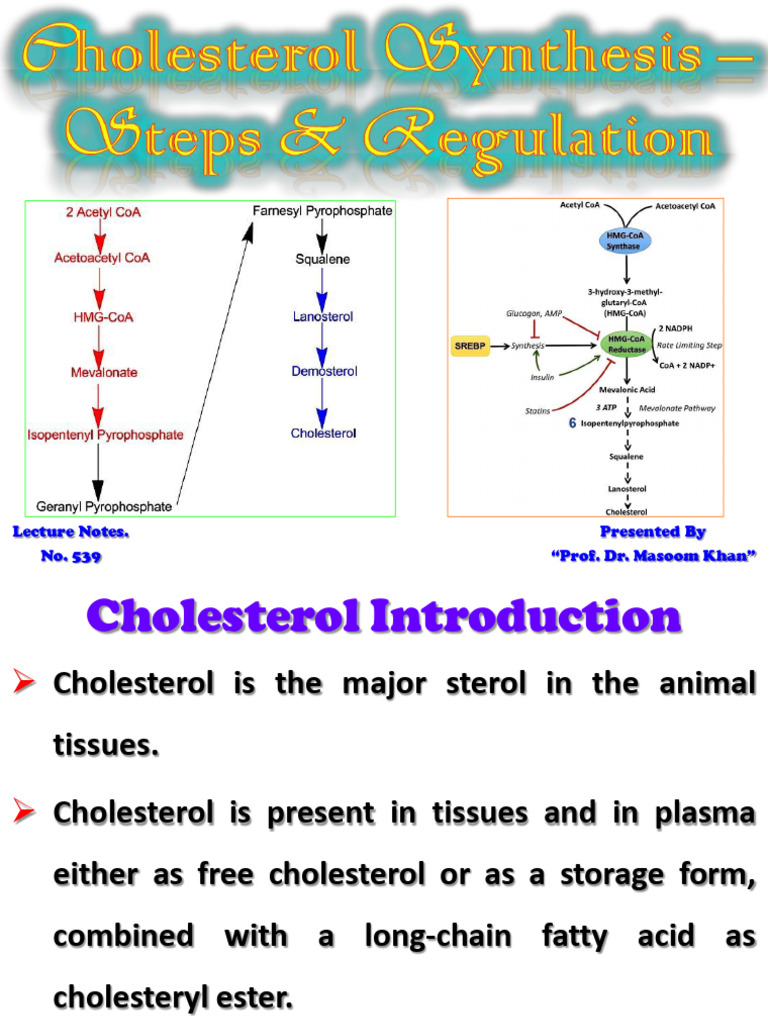 Cholesterol Synthesis - Steps & Regulation | PDF | Cholesterol | Low ...