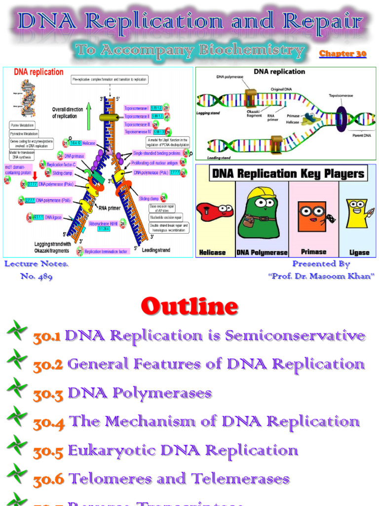 Chap 30. DNA Replication and Repair To Accompany Biochemistry | PDF ...