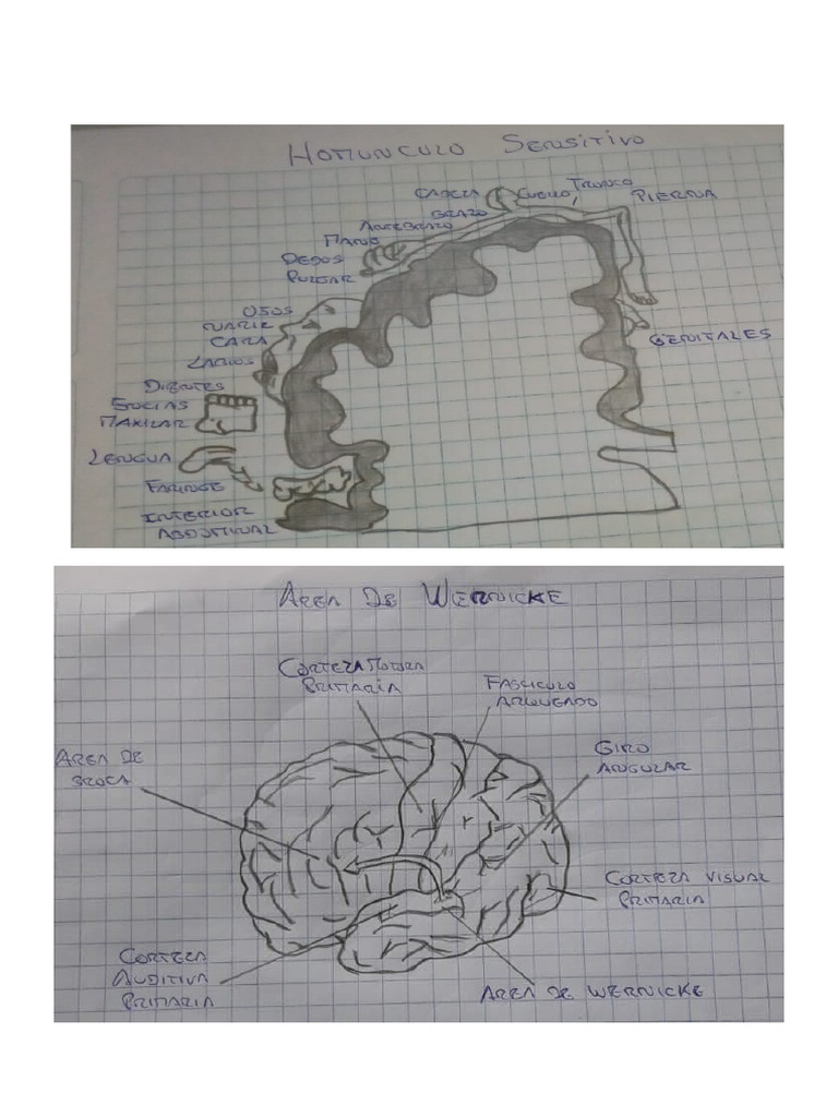 Homúnculo Sensitivo y Area de Wernicke | PDF