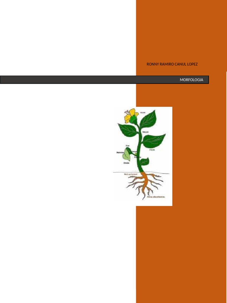 Morfologia Ronny | PDF | Agronomía | Plantas