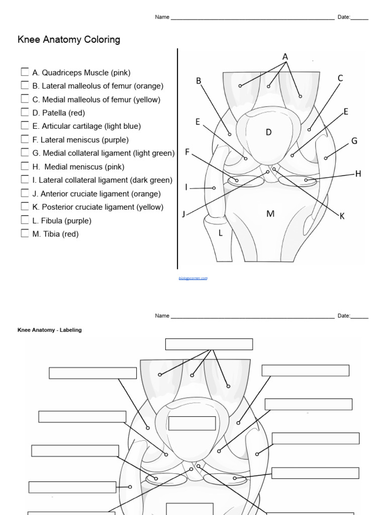 Knee Anatomy Coloring | PDF | Wellness