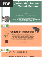 Gambar Alat Reproduksi Sapi Betina | PDF