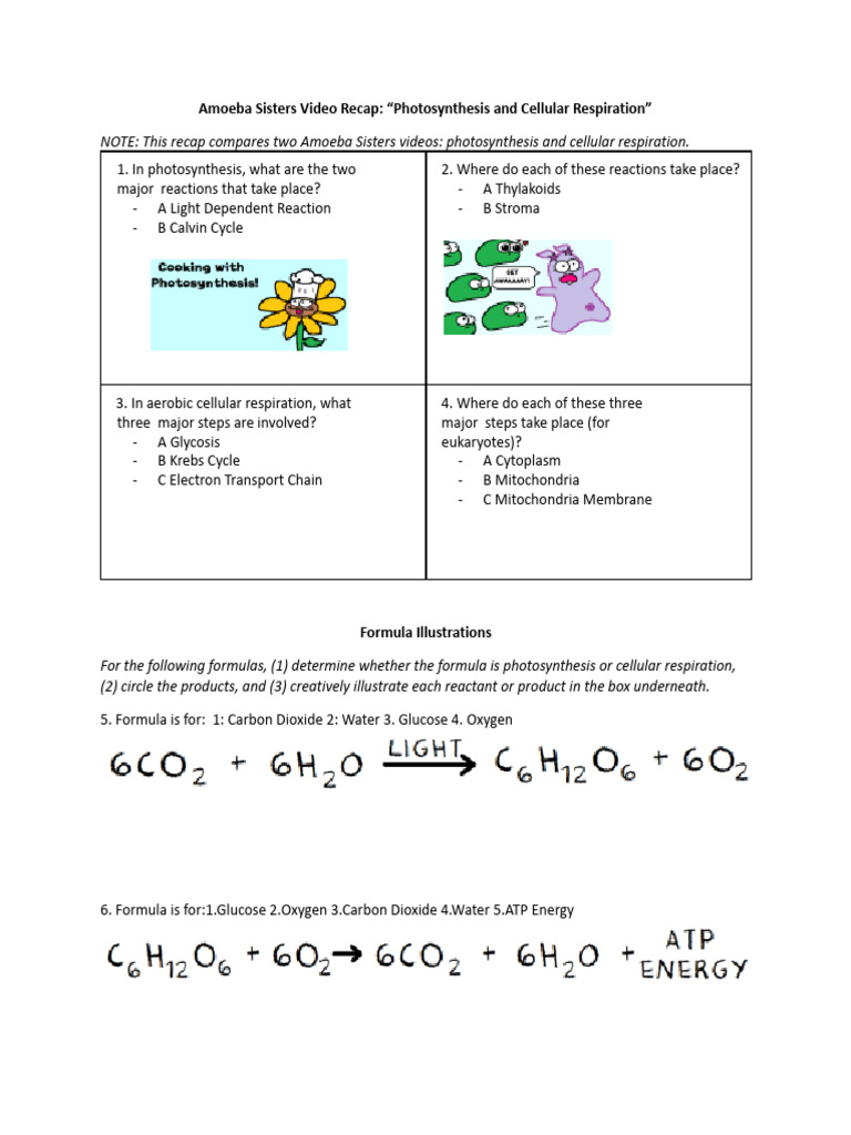 Amoeba Sisters - Photosynthesis | PDF | Wellness | Science & Mathematics