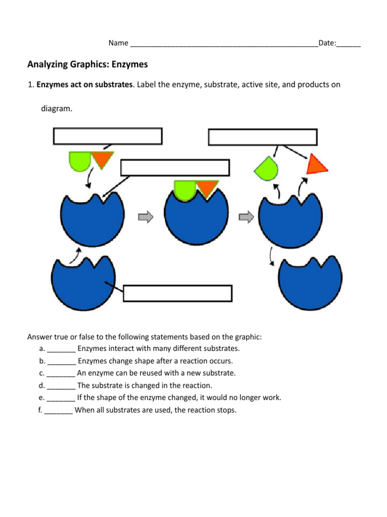 Analyzing Graphics - Enzymes (AP Bio) | PDF | Enzyme Inhibitor | Enzyme