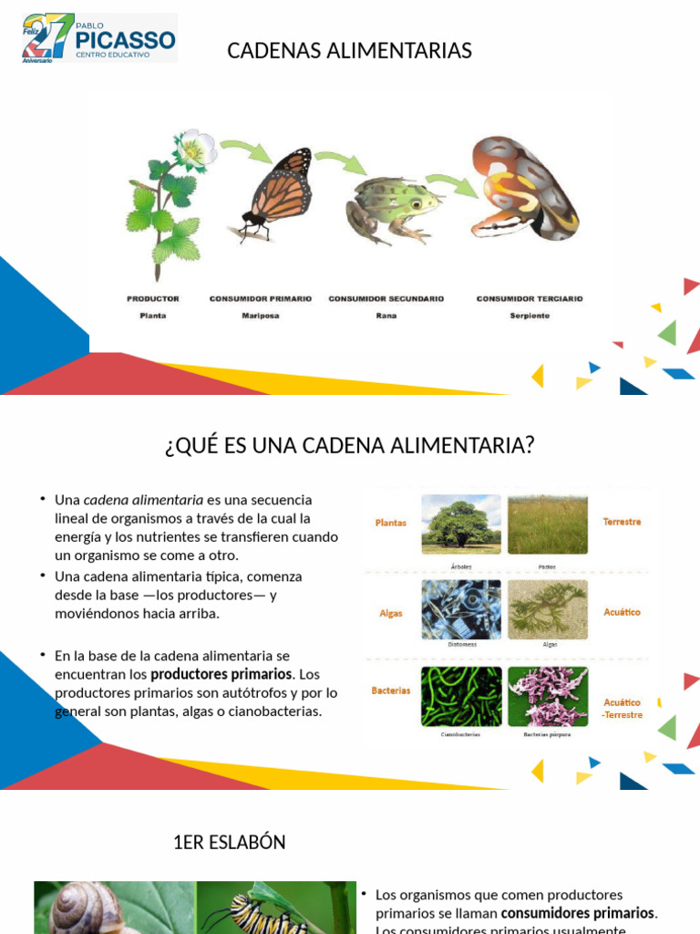 Introducción a las Cadenas Alimentarias | PDF | Ciencia y matemáticas