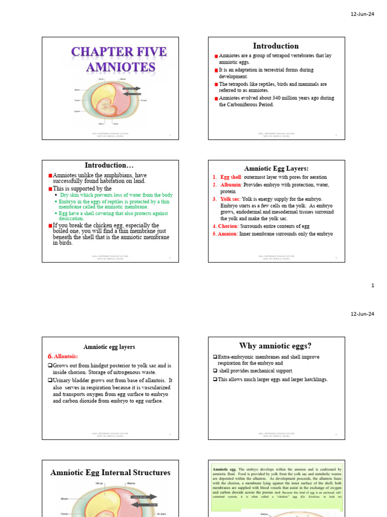 Amniotes | PDF | Turtle | Reptile