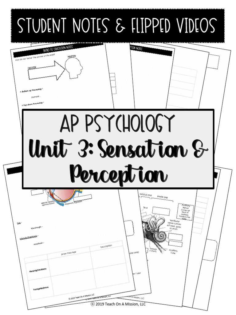 U3 Sensation & Perception Notes AP Psychology | PDF | Hearing | Perception
