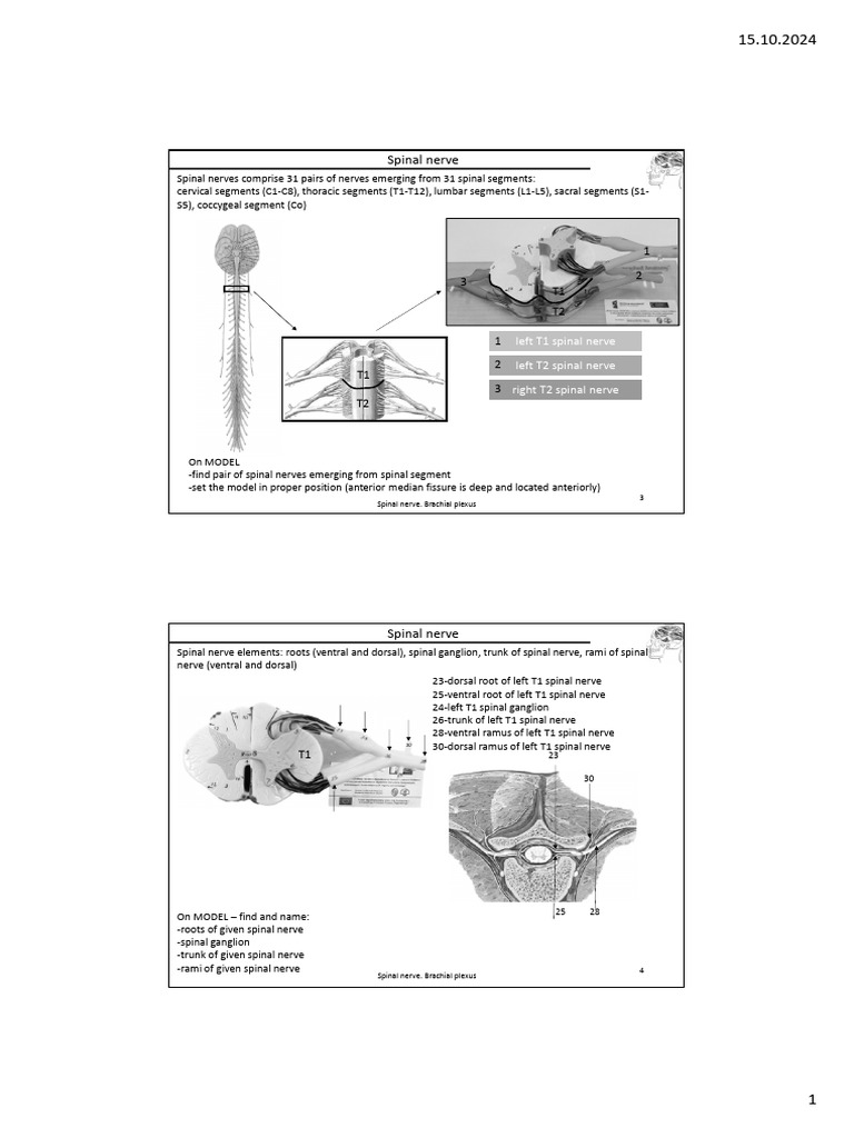 Lab-1.5-Spinal Nerve. Brachial Plexus | PDF | Human Anatomy | Neuroanatomy