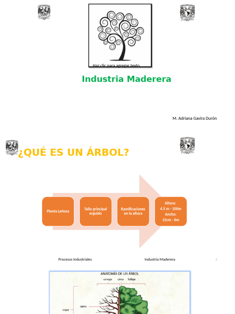Industria Maderera Gavira | PDF | Madera | Los bosques