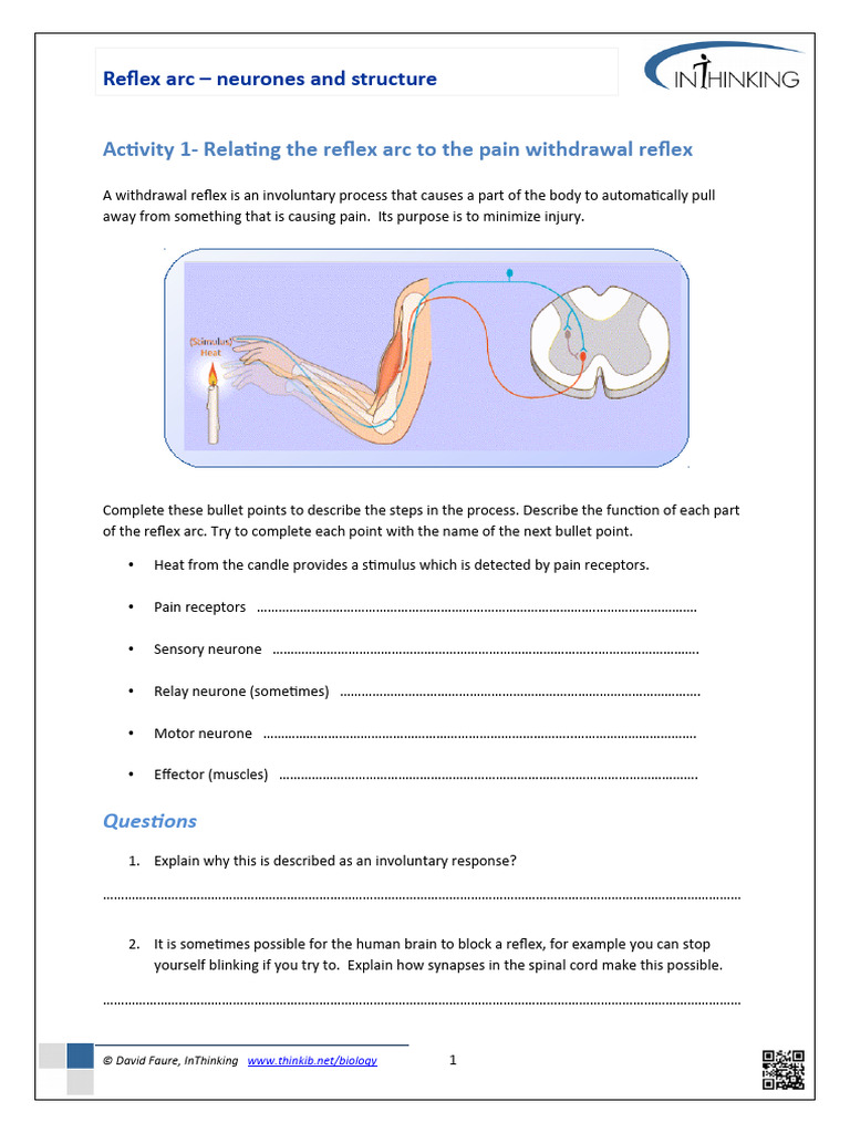 Reflex Arc and Pain Withdrawal Guide | PDF | Science & Mathematics