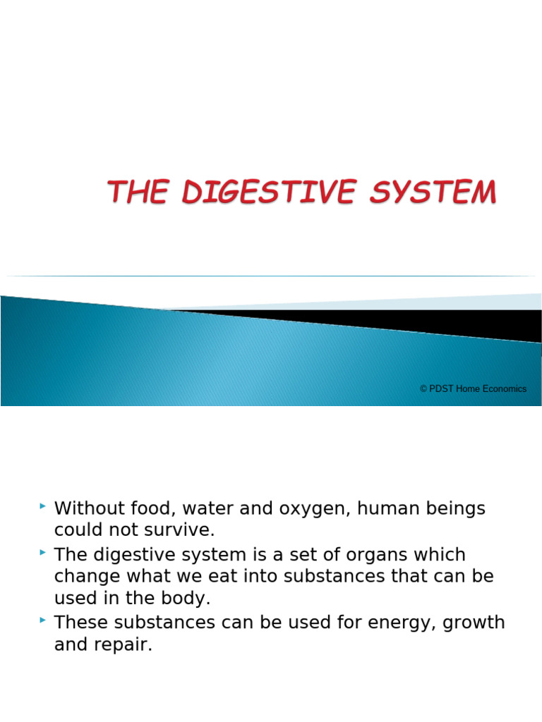 Digestive System | PDF | Digestion | Stomach