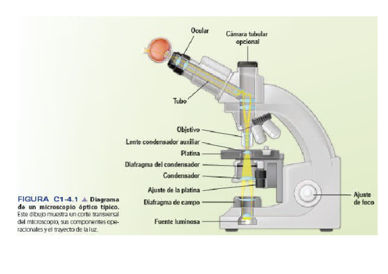 Microscopia Óptica - Imágen | PDF