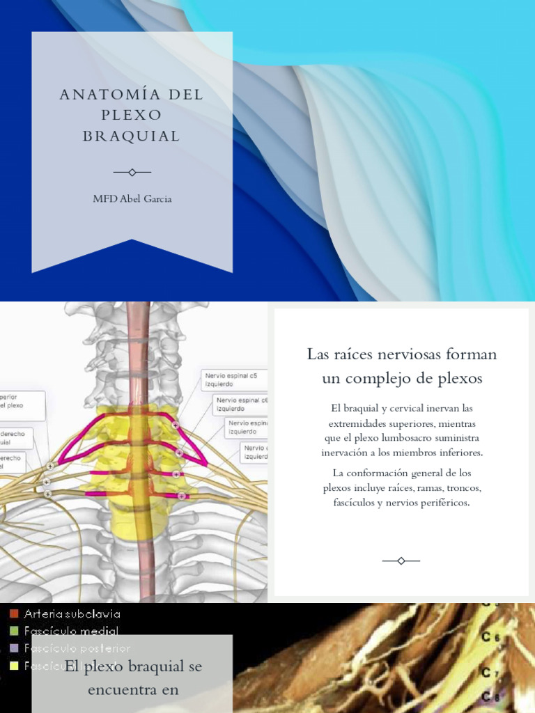 Plexo Braquial | PDF | Sistema nervioso | Sistema musculoesquelético