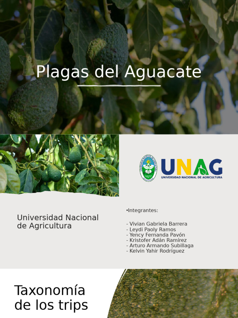Plagas Del Aguacate | PDF | Control biológico de plagas | Hoja