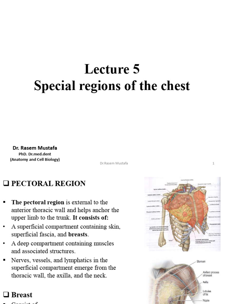 Lecture 5 - Breast - Special Regions of The Chest | PDF | Breast | Thorax