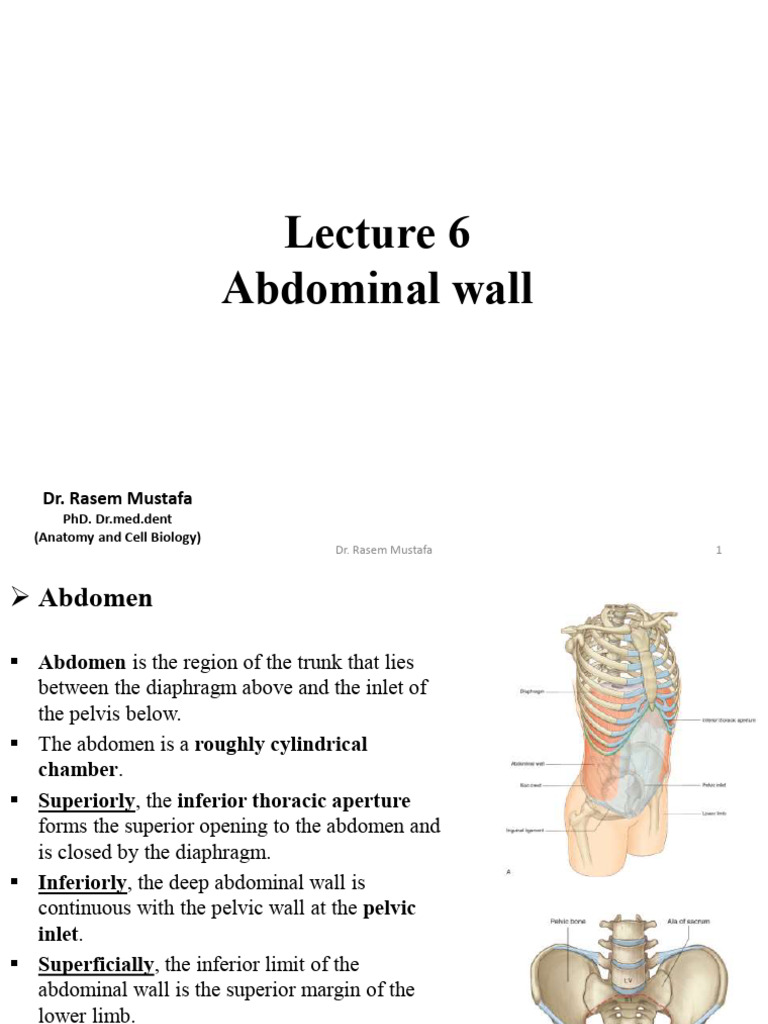 Anatomy of the Abdominal Wall | PDF | Abdomen | Peritoneum