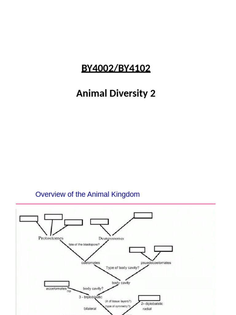 Week 5 - Lecture 1 - AOG - Animal Diversity 2 | PDF | Mollusca ...