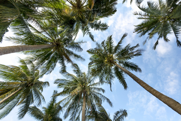 Palm Trees 3058728 | PDF