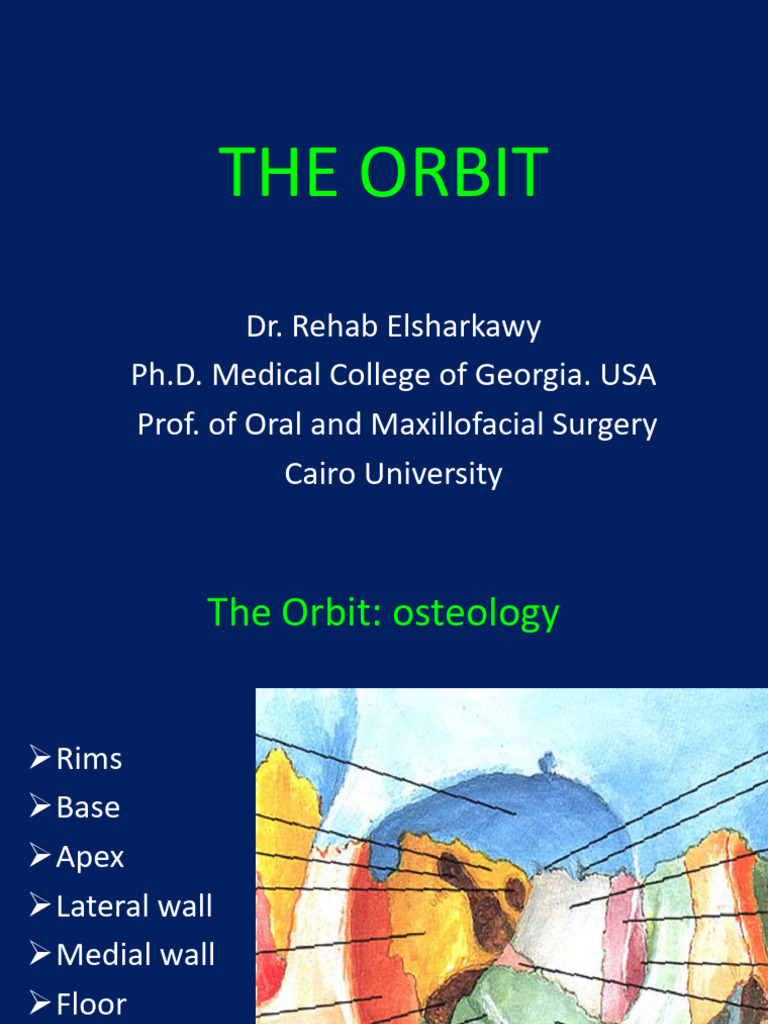 Orbital Anatomy | PDF | Human Eye | Facial Features