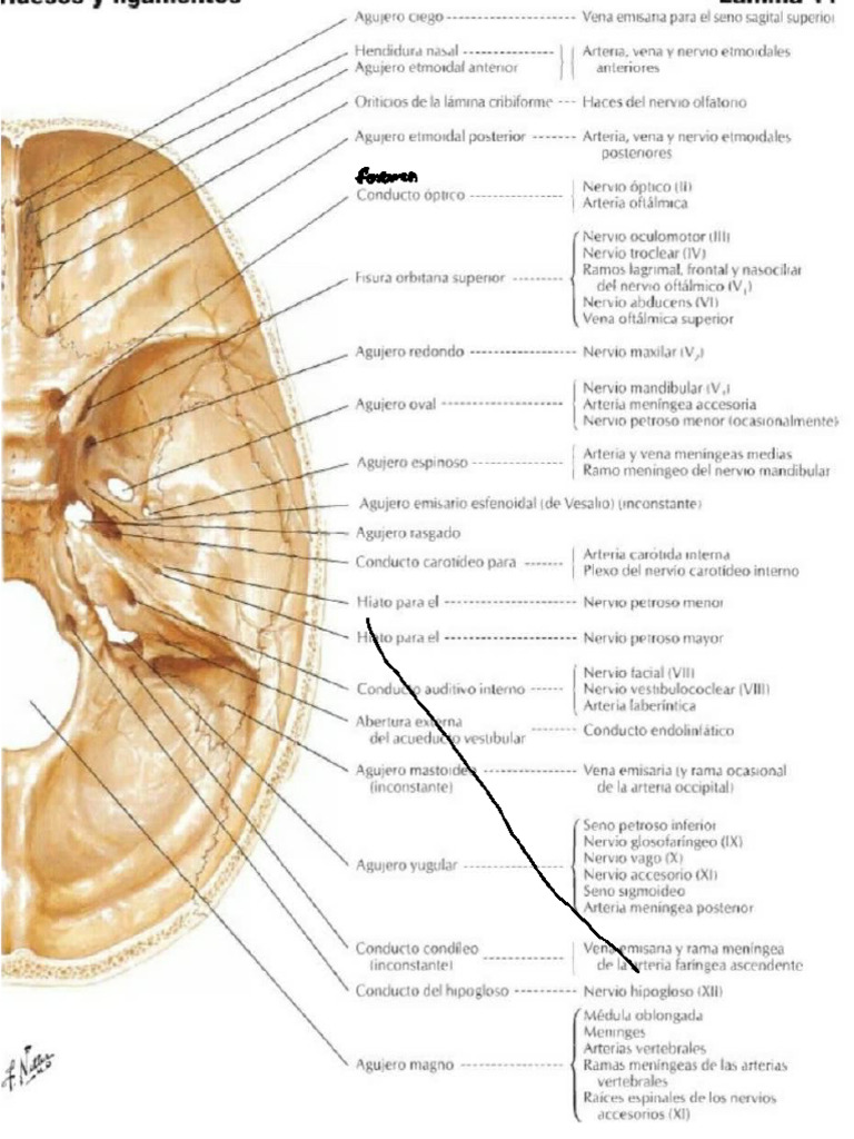 Foramenes Endocraneo | PDF
