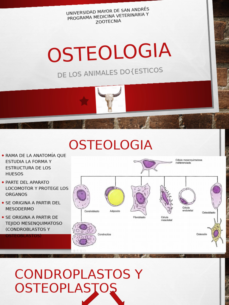 OSTEOLOGIA | PDF | Hueso | Esqueleto