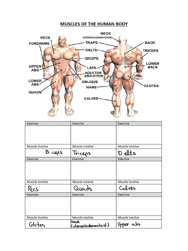 Muscles of The Human Body | PDF | Self-Improvement | Wellness