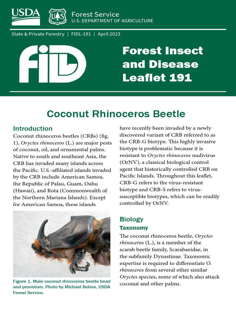 Rhino Beetle | PDF