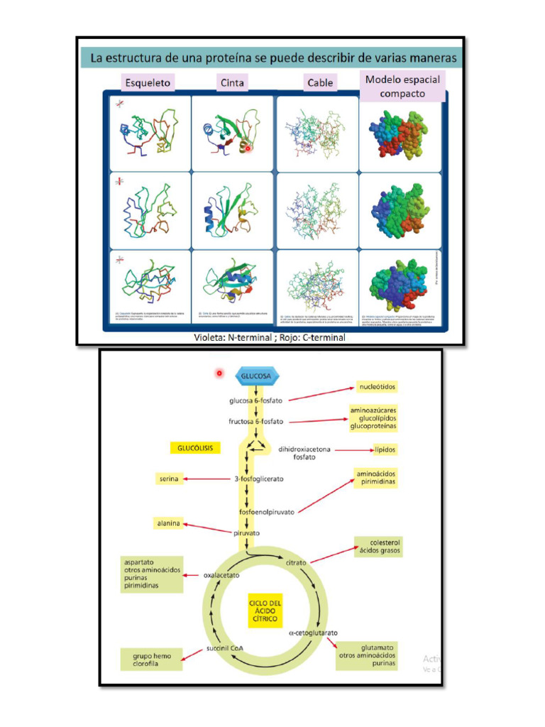 Resumen Biocel | PDF