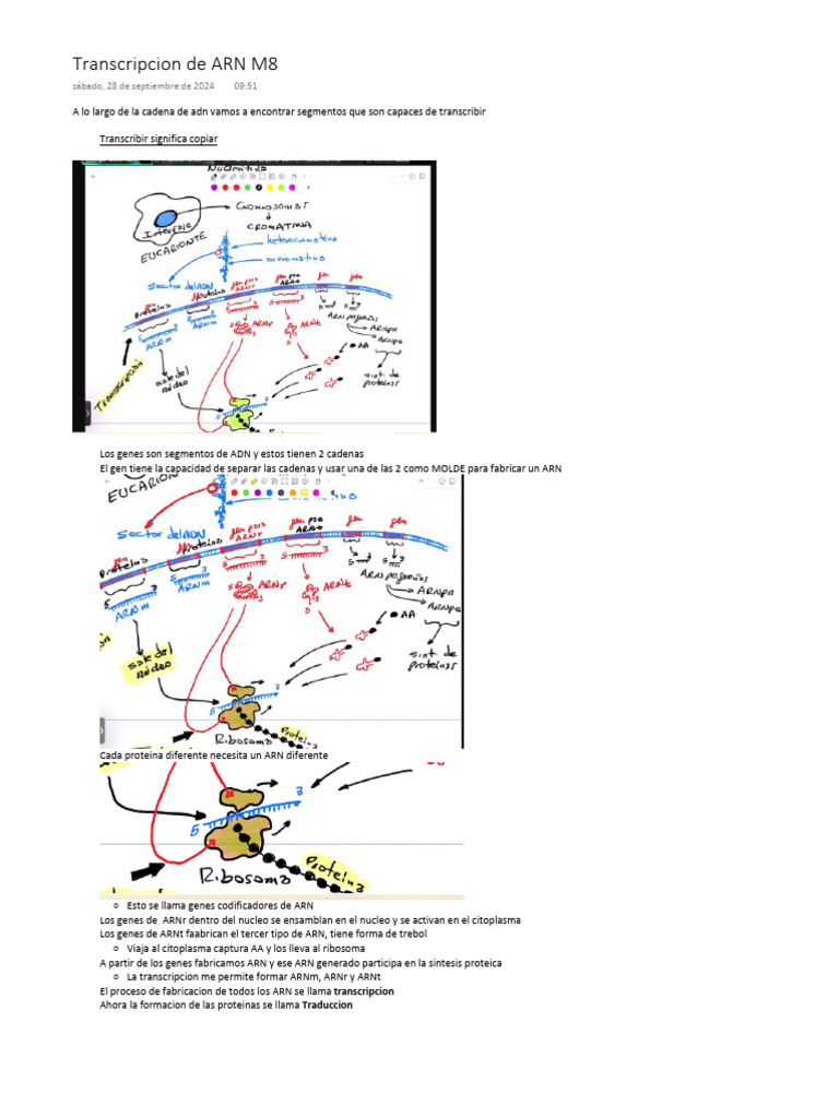 Transcripción y Modificación del ARN | PDF | Rna | Traducción (biología)