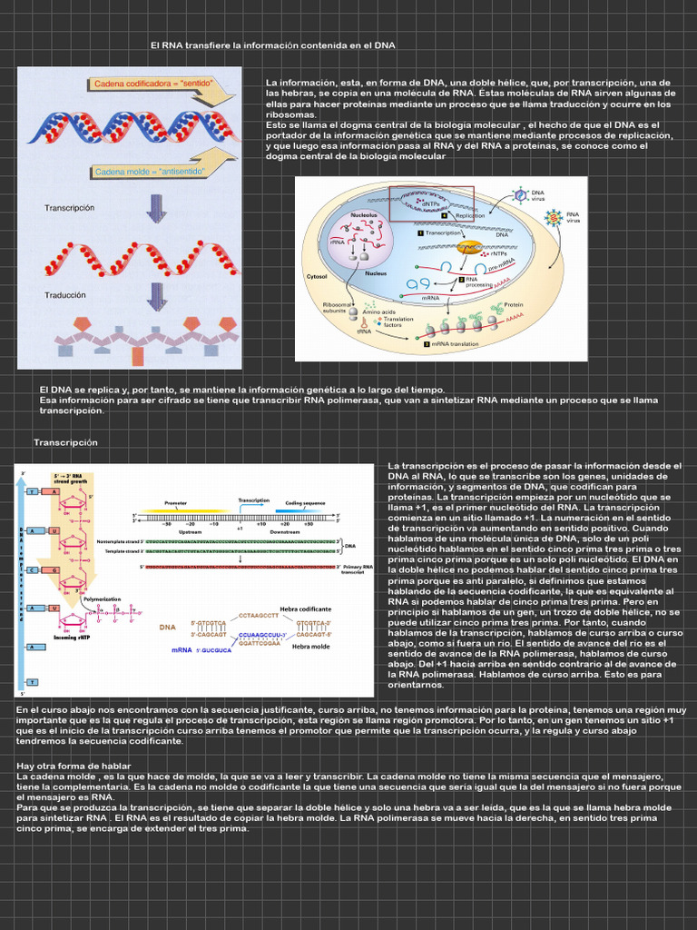 Rna | PDF | Rna | Adn