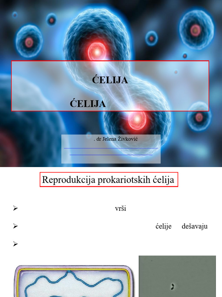 Deoba Prokariotskih Celija. Deoba Eukariotskih Celija. Mitoza. | PDF
