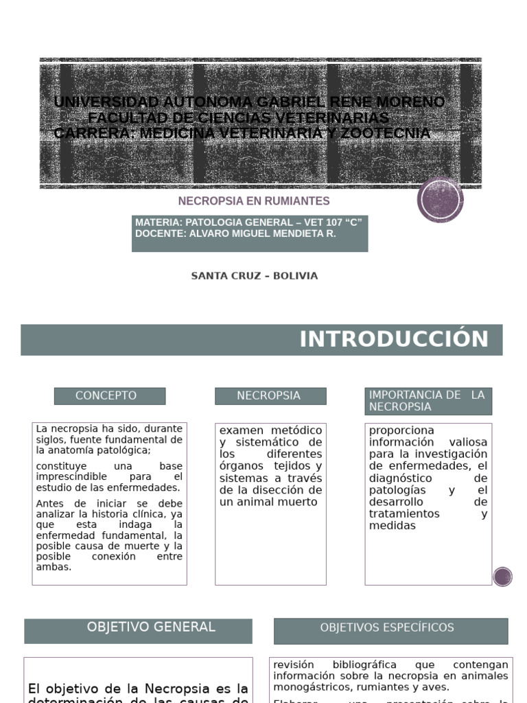 Necropsia en Rumiantes: Procedimientos y Métodos | PDF | Patología ...