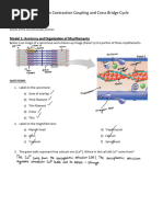Steps of the Cross Bridge Cycle | PDF | Muscle Contraction ...