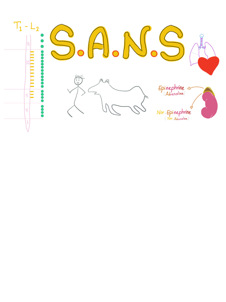 03. SANS | PDF | Acetylcholine | Autonomic Nervous System