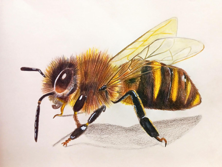 Lápices de Color, Abeja | PDF