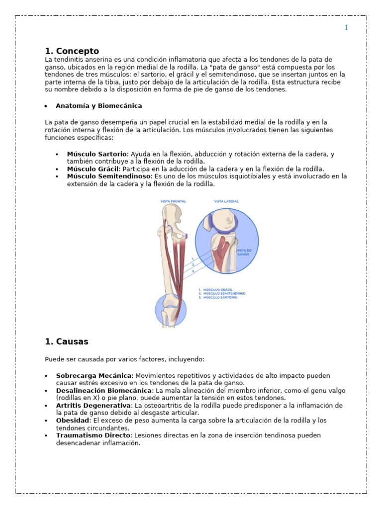 Tendinitis Anserina: Causas y Tratamiento | PDF | Rodilla | Medicina ...