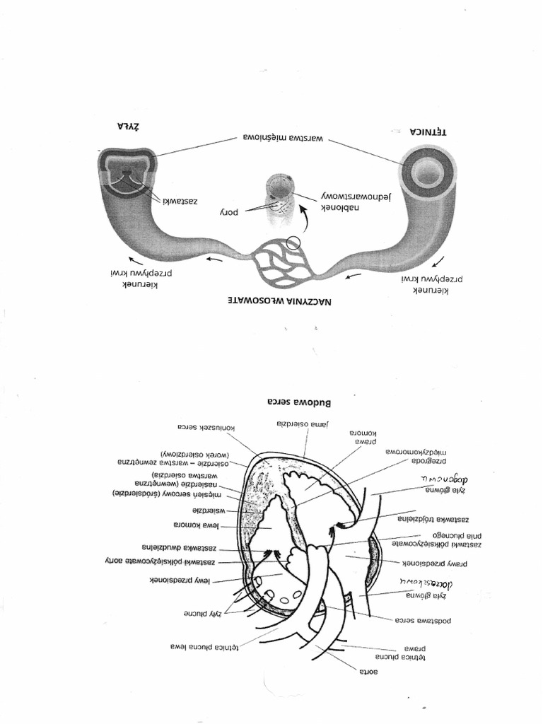 Anatomia - Budowa Serca | PDF