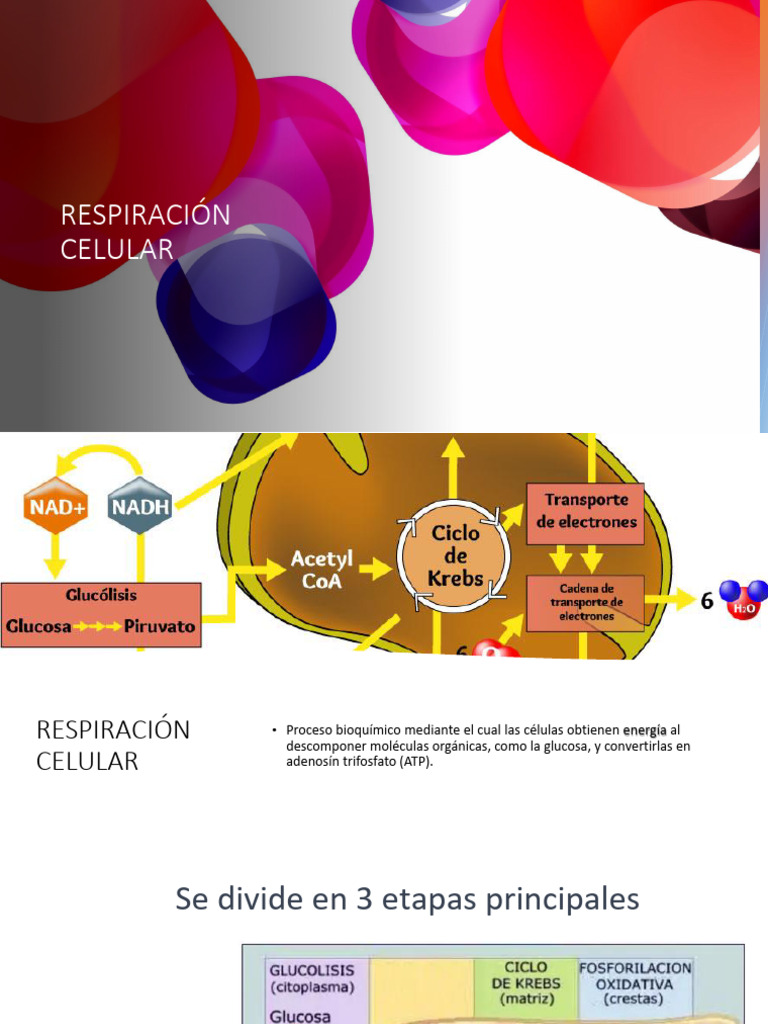 Respiración Celular | PDF | Trifosfato de adenosina | Respiración celular