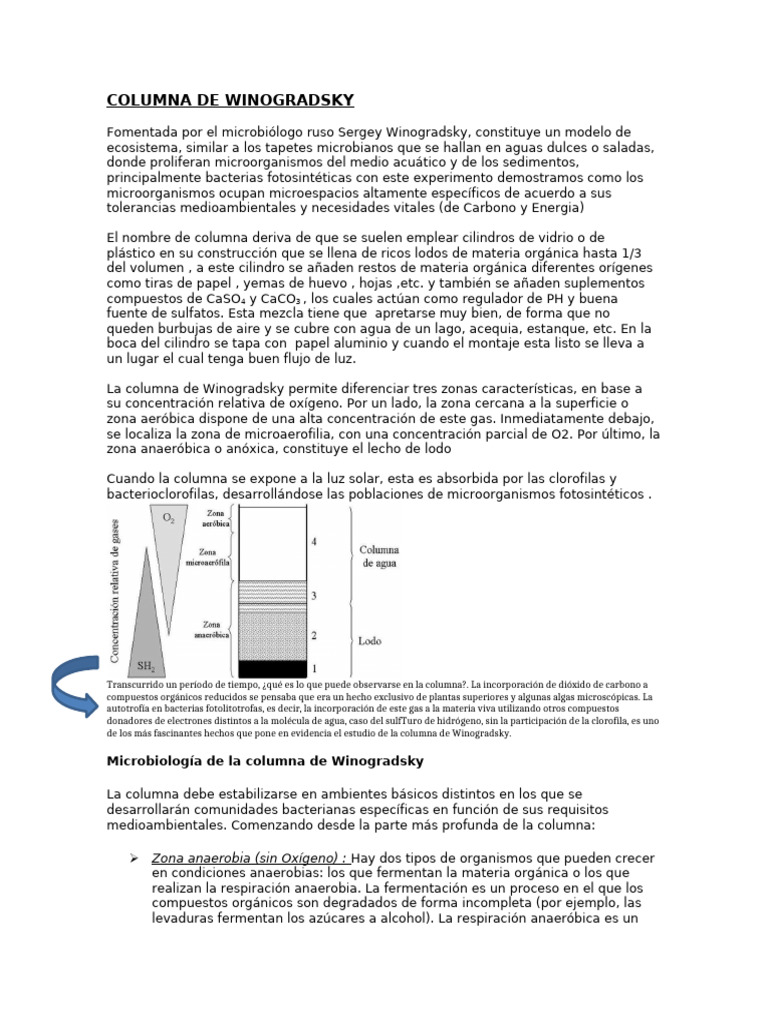 Columna de Winogradsky | PDF | Las bacterias | Fermentación