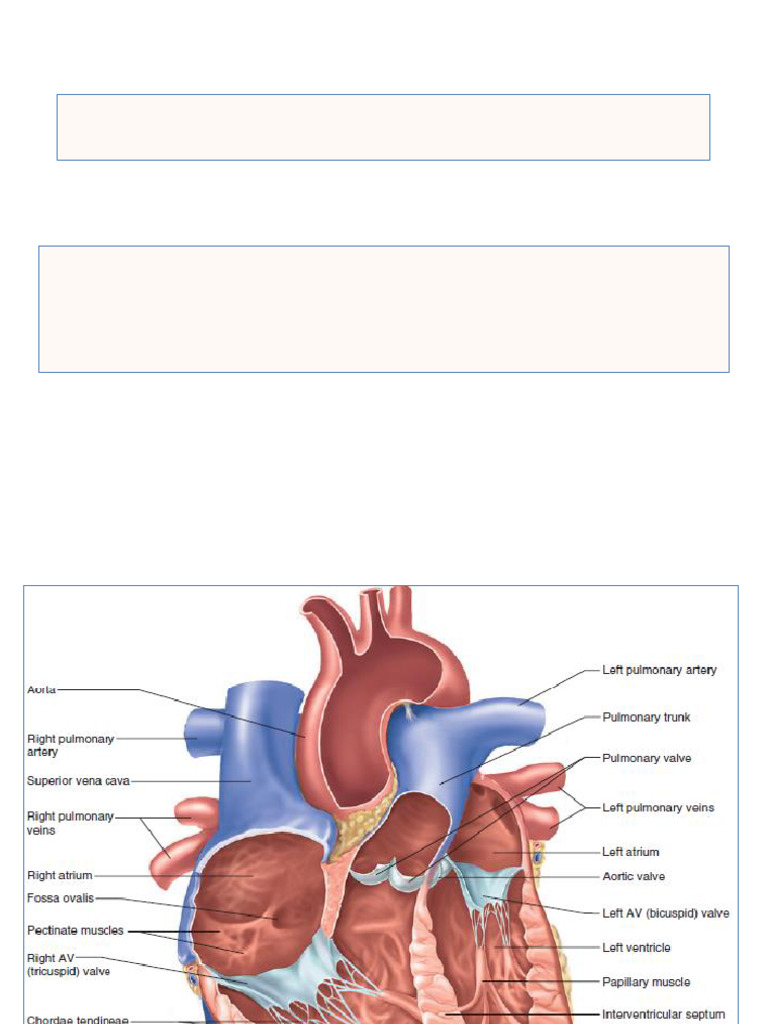 Cardiovascular System Physiology Overview | PDF | Heart Valve | Heart