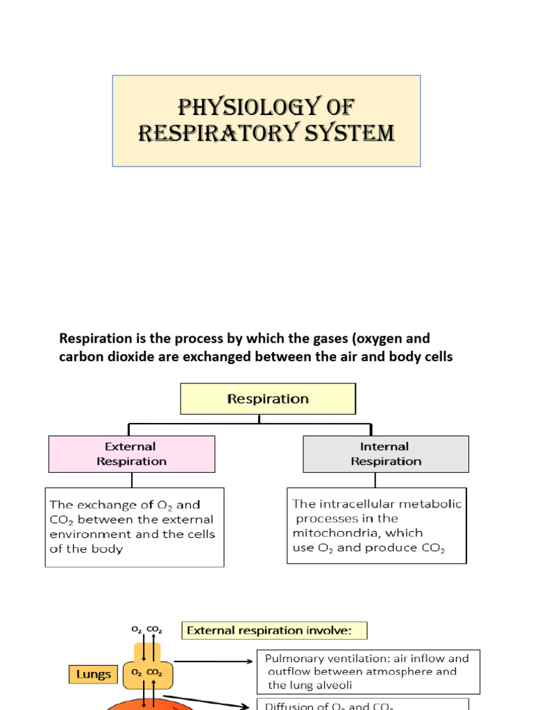 Physiology of RESPIRATION | PDF | Lung | Respiratory System