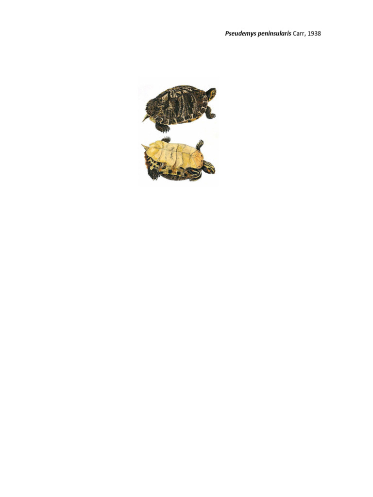 Pseudemys Peninsularis A | PDF | Especies invasivas | Organismos
