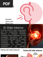 Células Ciliadas: Función y Pérdida Auditiva | PDF | Escuchando ...