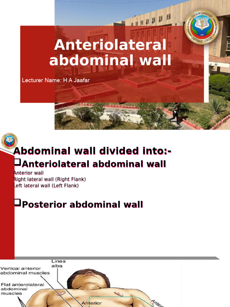 Nahrain University - Abdomen - Anterior Abdominal Wall | PDF | Abdomen ...
