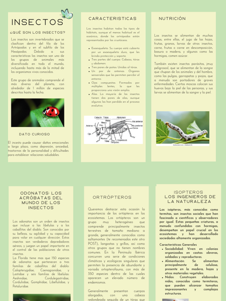 Diversidad y Clasificación de Insectos | PDF | Insectos | Lepidópteros