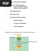 Theodor Engelmann - S Experiment | PDF | Photosynthesis | Chlorophyll